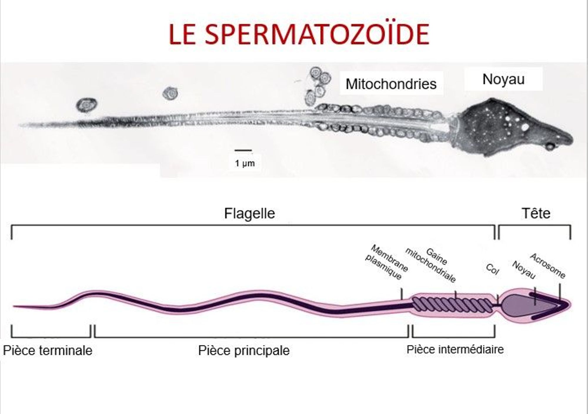 Le spermatozoïde